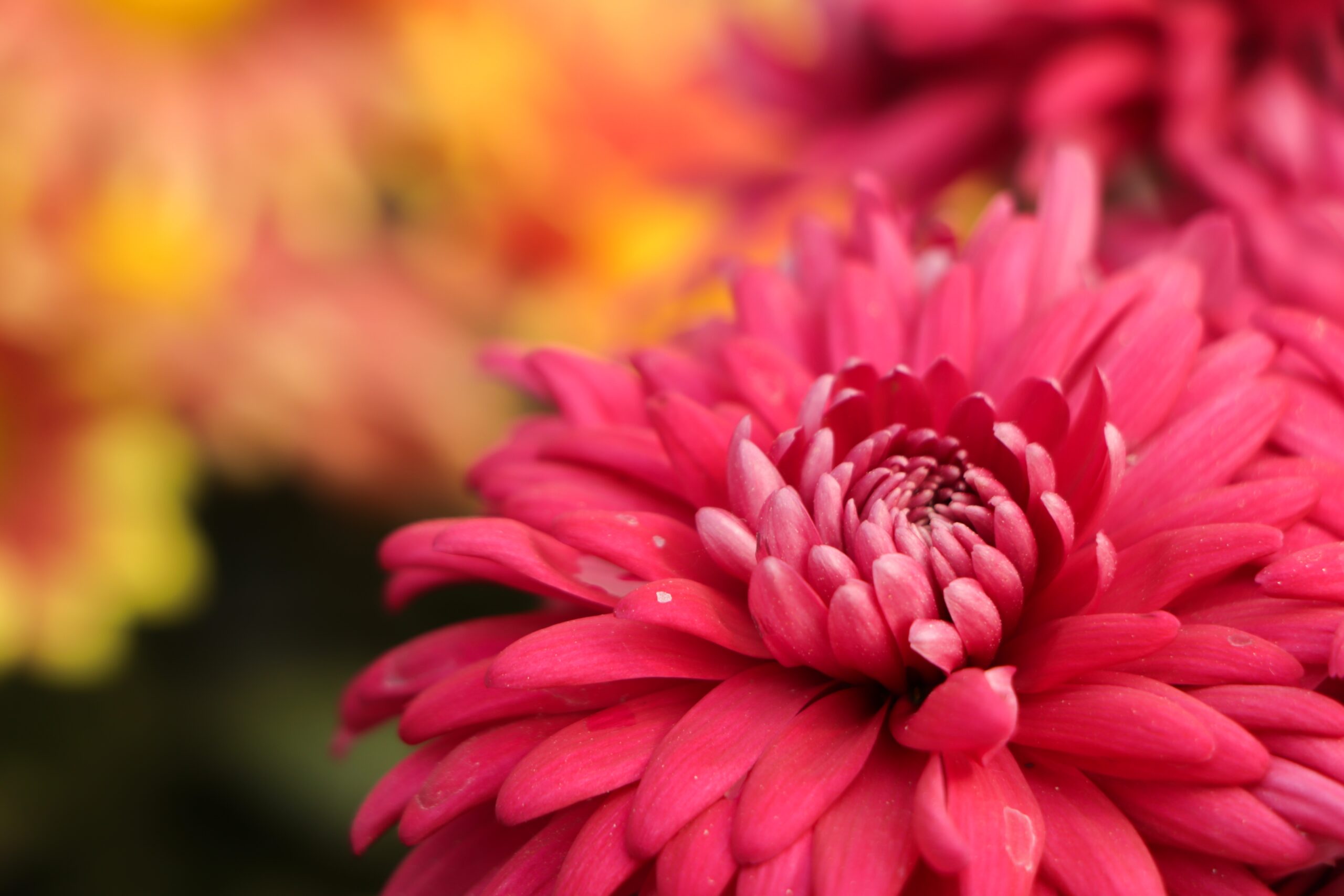 Autumn Flower Trends & Seasonal Arrangements from Fleming Florist ...